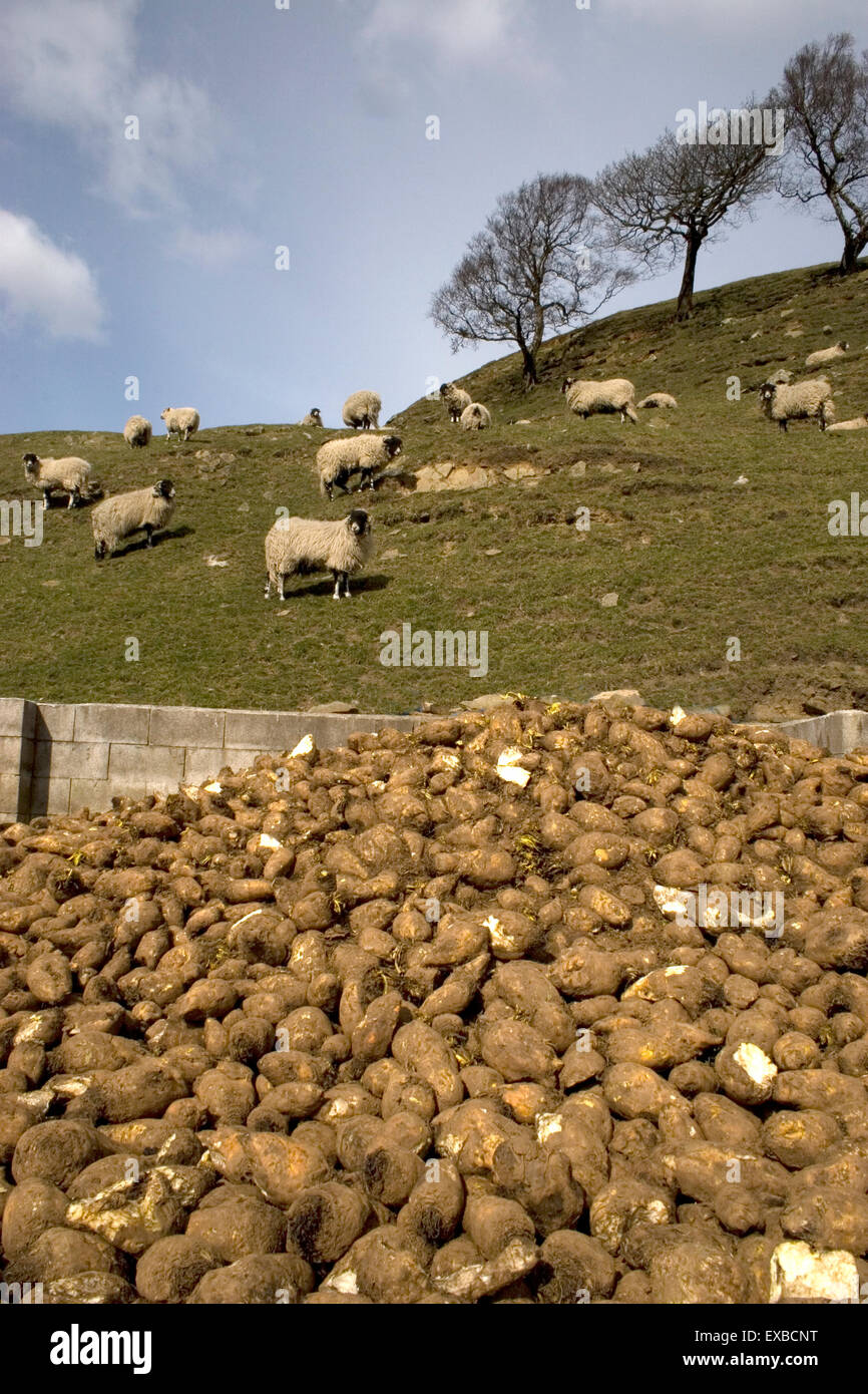 Sheep harvested sugar beet hi-res stock photography and images - Alamy