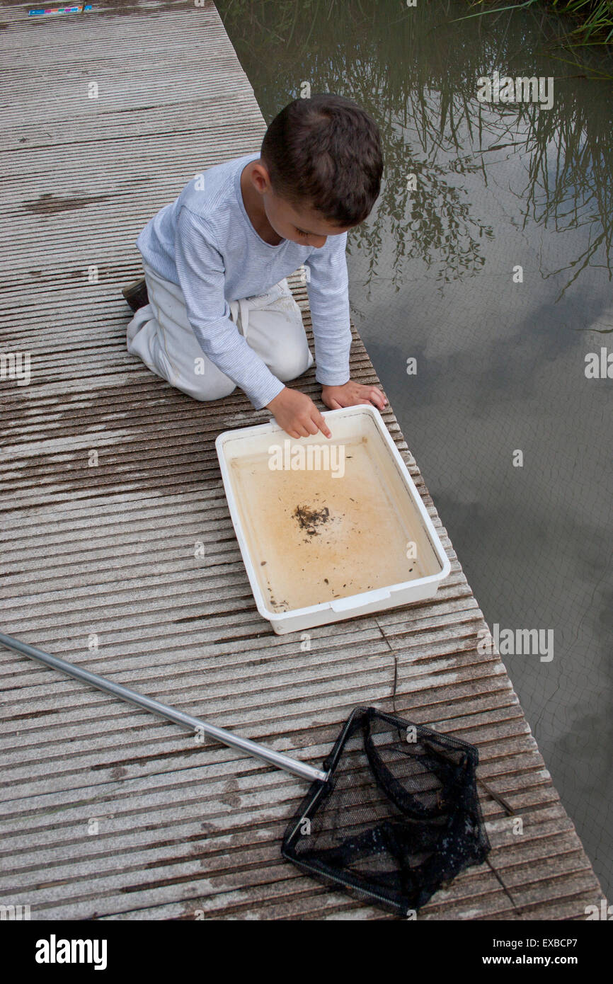 young boy pond dipping, (Wetlands Wildfowl Trust, Arundel, West Sussex ...