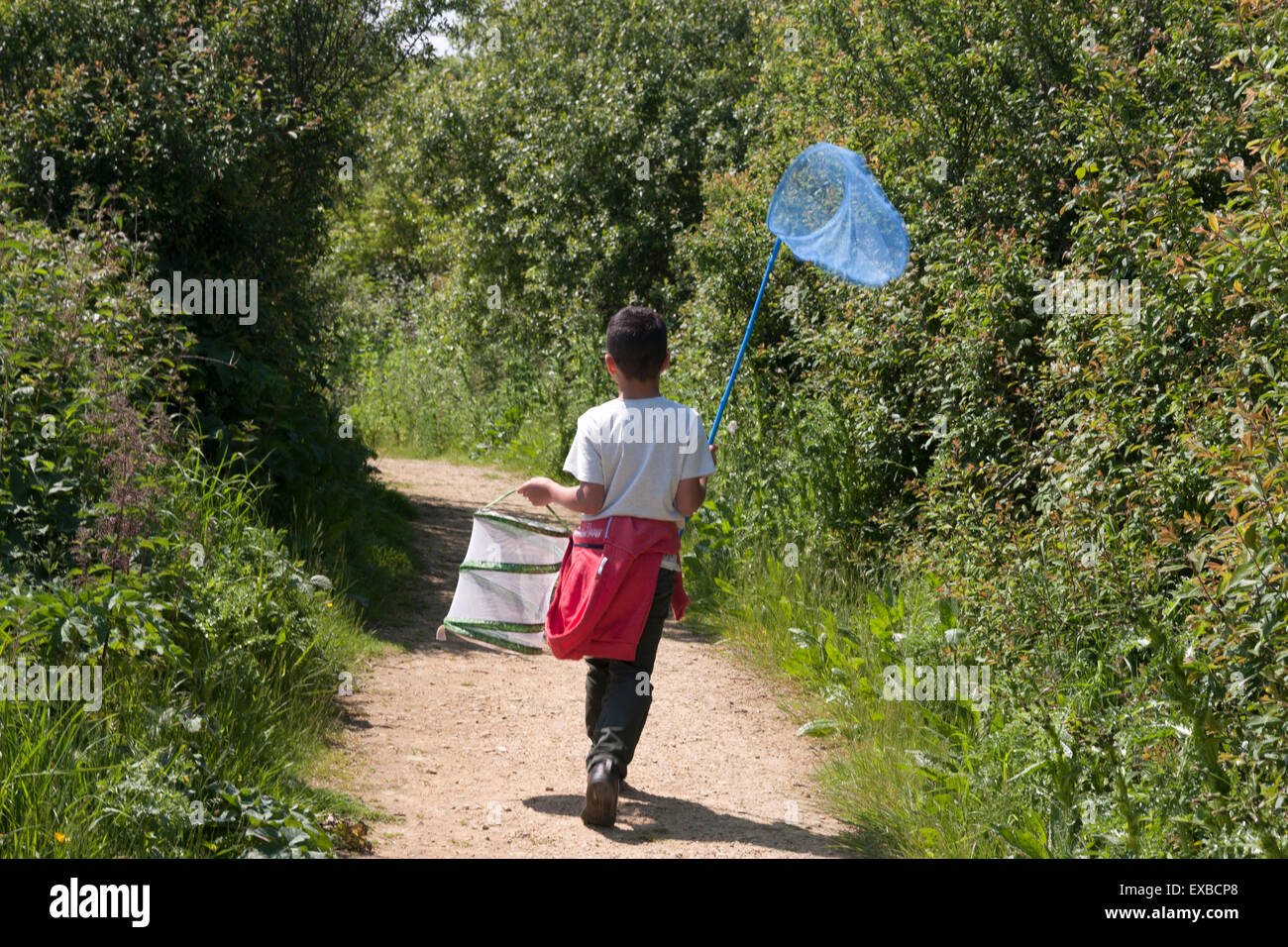 boy with bug catcher and net on bug safari, Pagham Nature Reserve, West ...