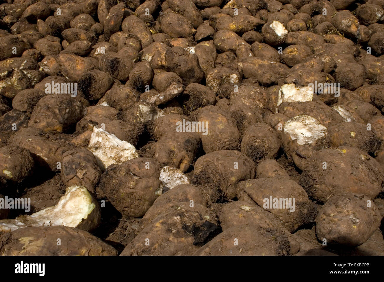 Harvest sugar beet pulp Stock Photo - Alamy