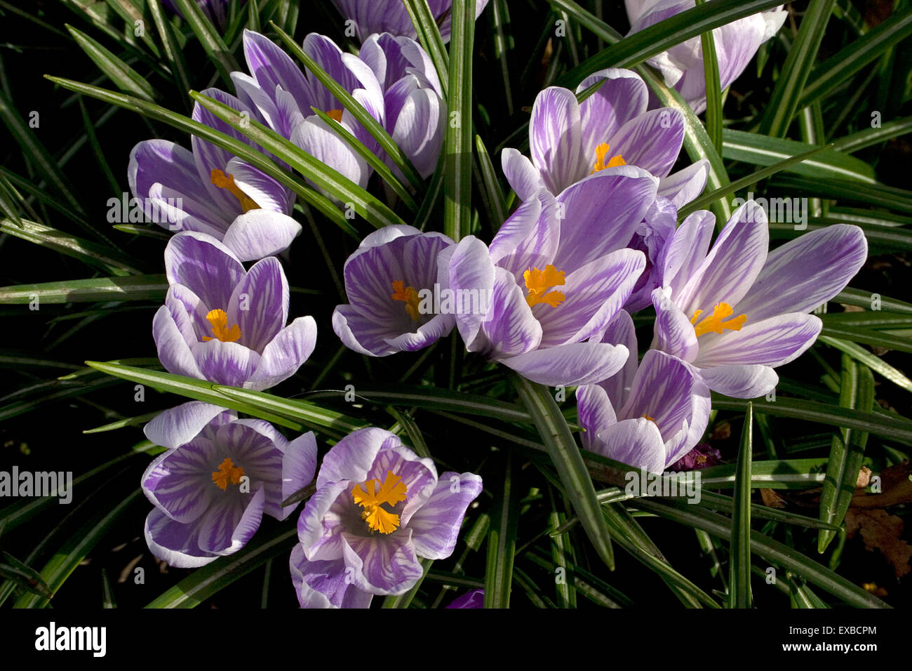 purple crocuses, Crocus longiflorus, growing wild in Glossop ...