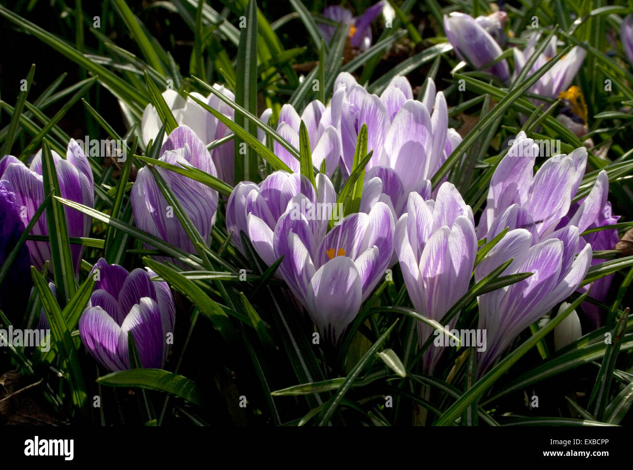 Longiflorus Stock Photos & Longiflorus Stock Images - Alamy