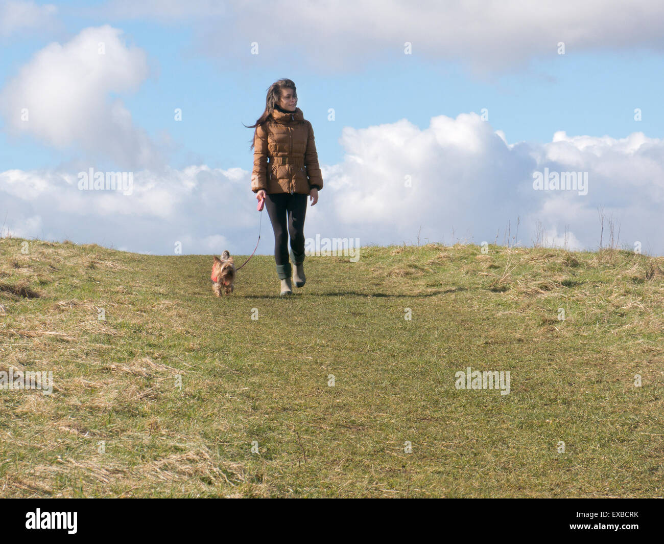 Woman walking dog on lead, , England, UK Stock Photo - Alamy
