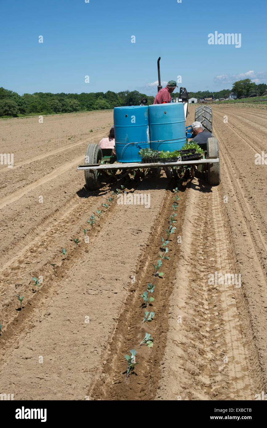 Planting seedlings from a tractor trailer on a farm in the North Fork ...