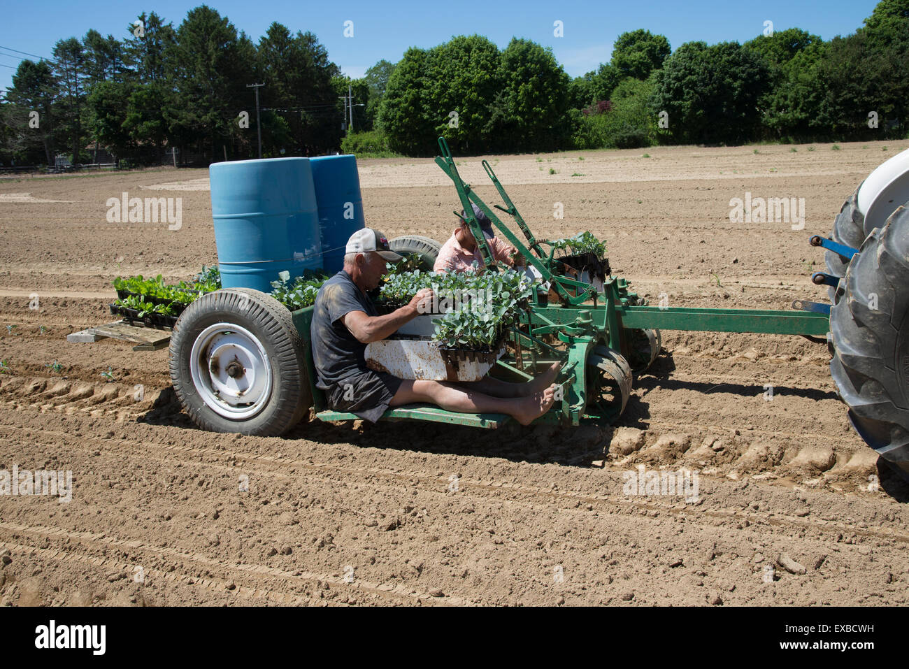 Planting seedlings from a tractor trailer on a farm in the North Fork ...