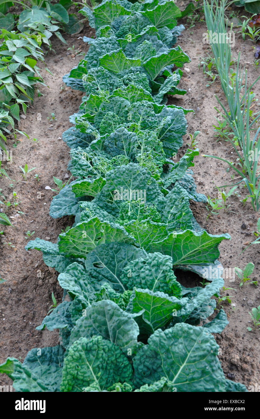 Cabbages growing hi-res stock photography and images - Alamy