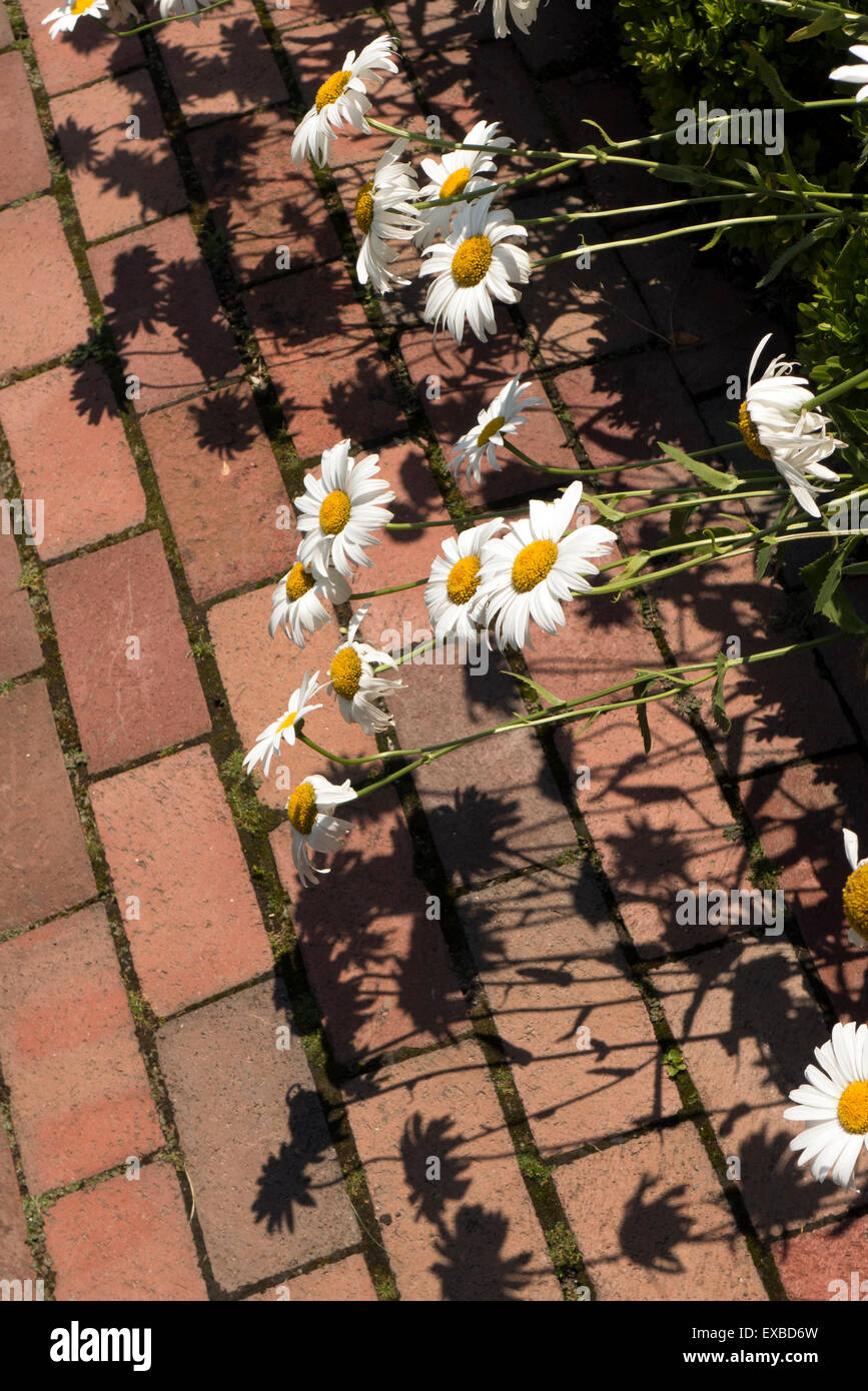 Cast Shadow Of Flowers High Resolution Stock Photography and Images - Alamy