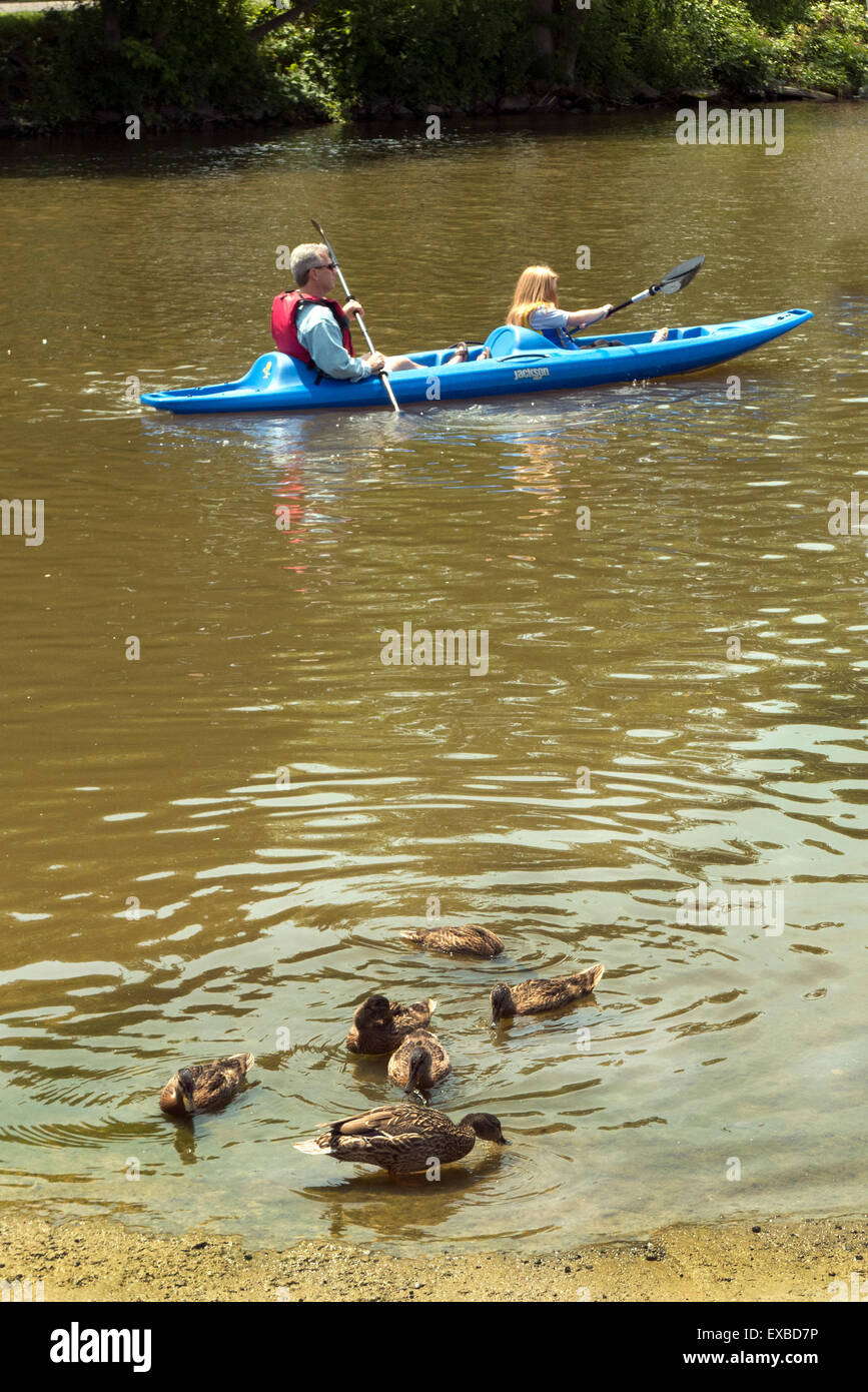 Rowing man ducklings hi-res stock photography and images - Alamy
