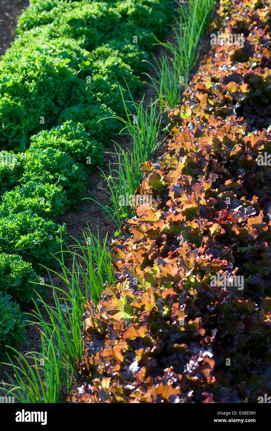Salad crops hi-res stock photography and images - Alamy