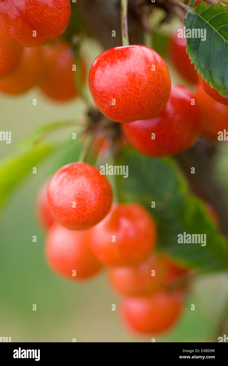 Shiny Red Cherries Stock Photo - Alamy