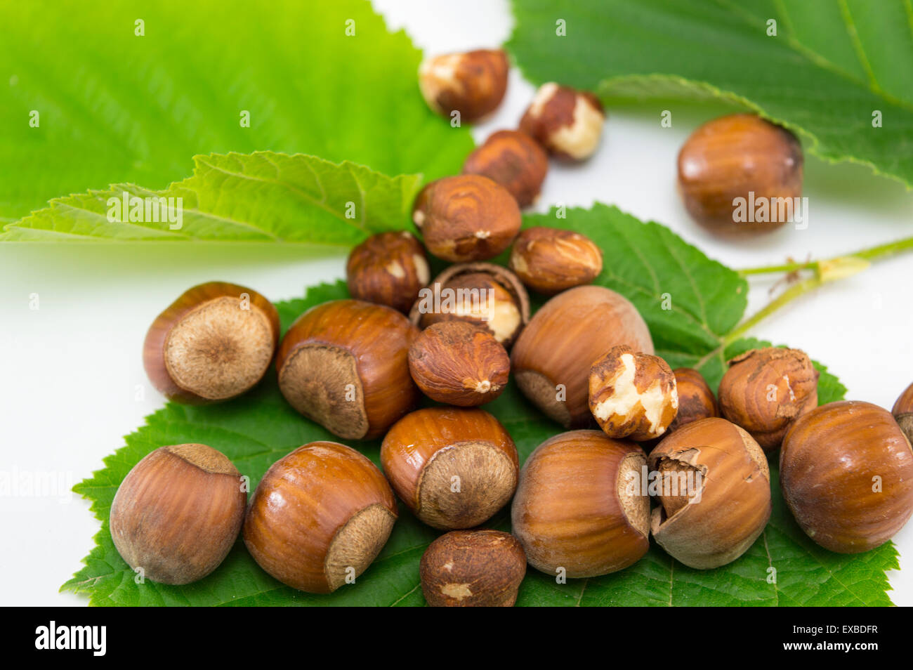 Hazelnut in shell hi-res stock photography and images - Alamy