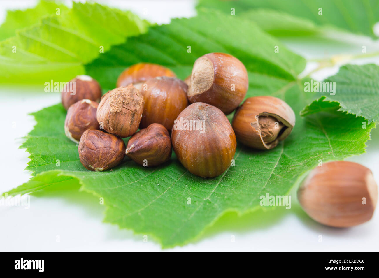 Hazelnut in shell hi-res stock photography and images - Alamy