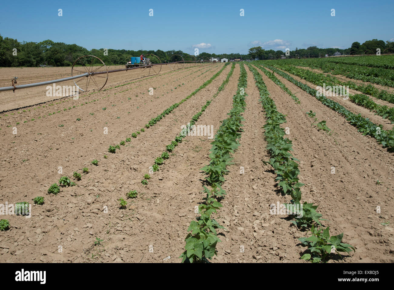 Planting seedlings from a tractor trailer on a farm in the North Fork ...