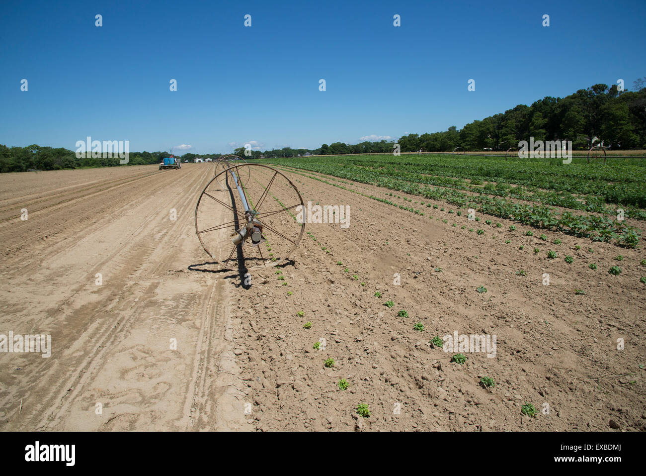 Planting seedlings from a tractor trailer on a farm in the North Fork ...