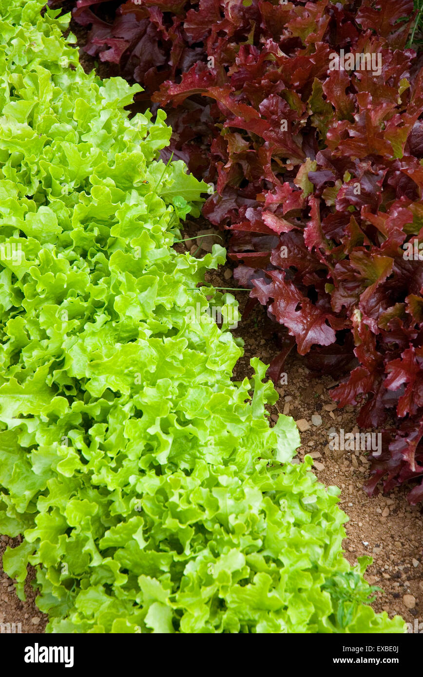 Lolla rosso lettuce hi-res stock photography and images - Alamy