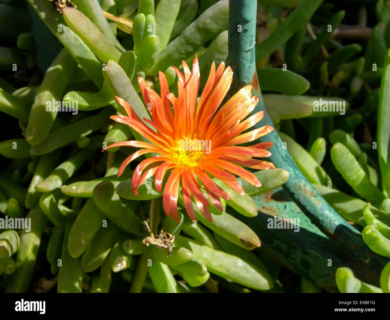 Blooming Fresh Colored Flower Stock Photo - Alamy