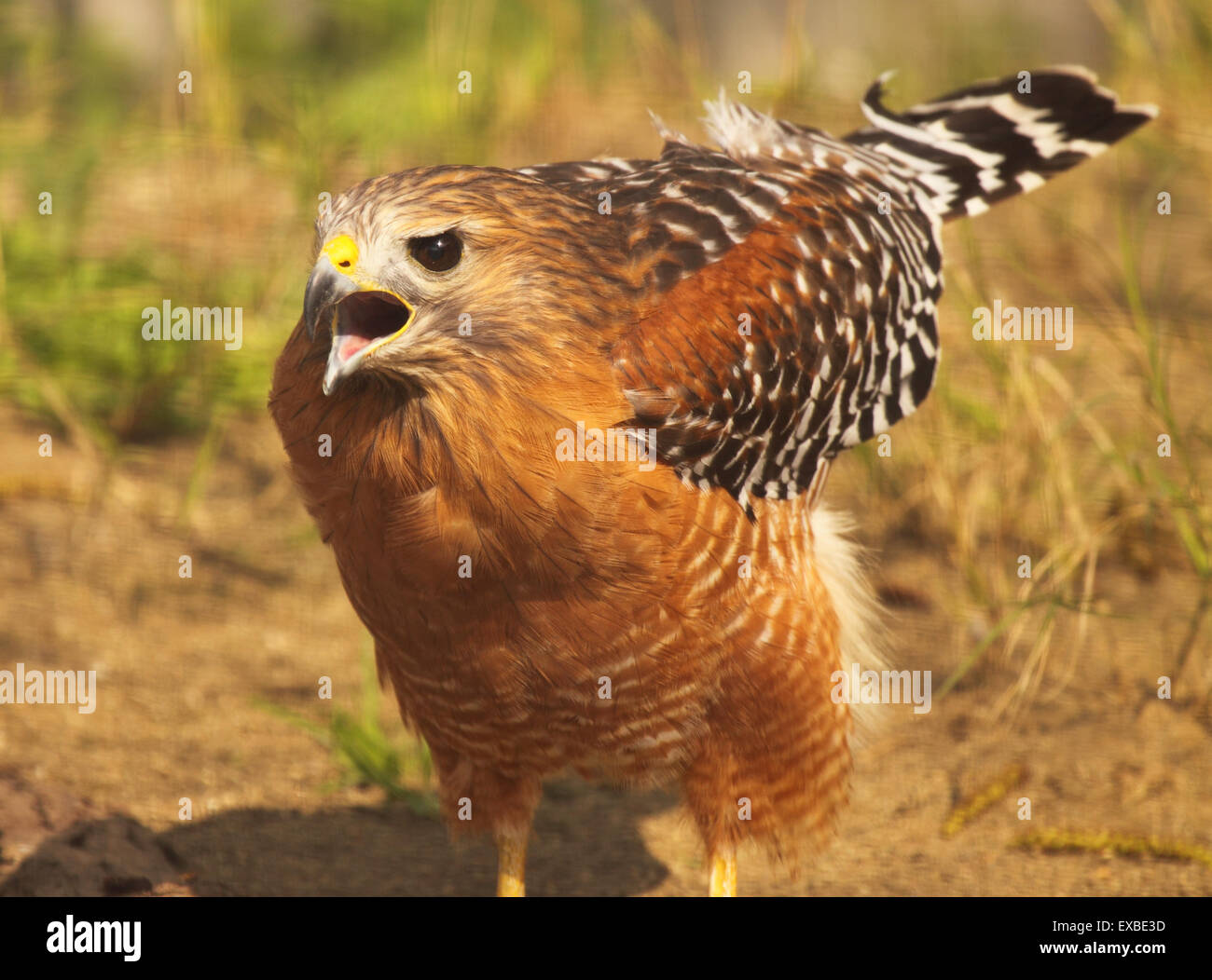 A Red-shouldered Hawk calling with a stiff tail Stock Photo - Alamy