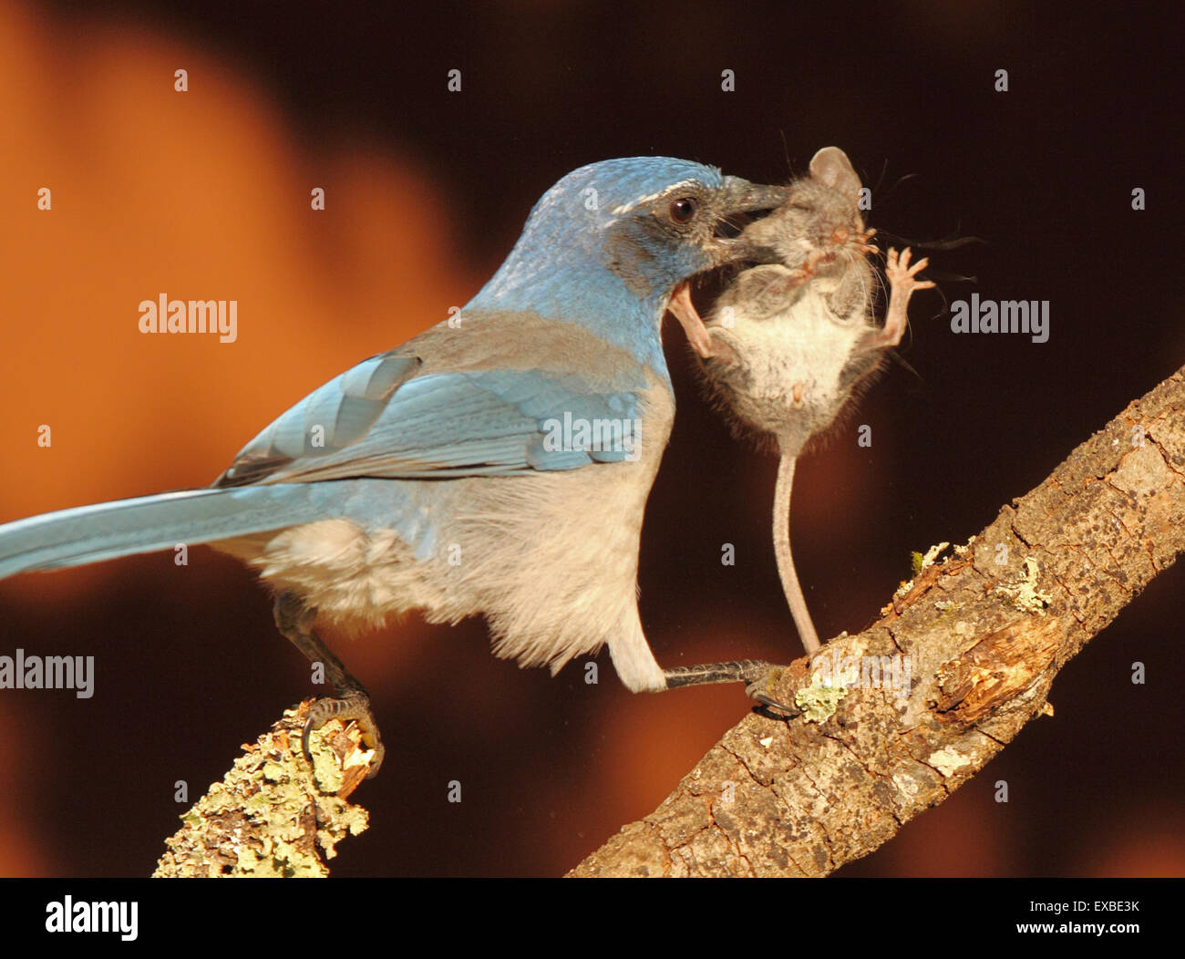 Meadow jumping mouse hi-res stock photography and images - Alamy