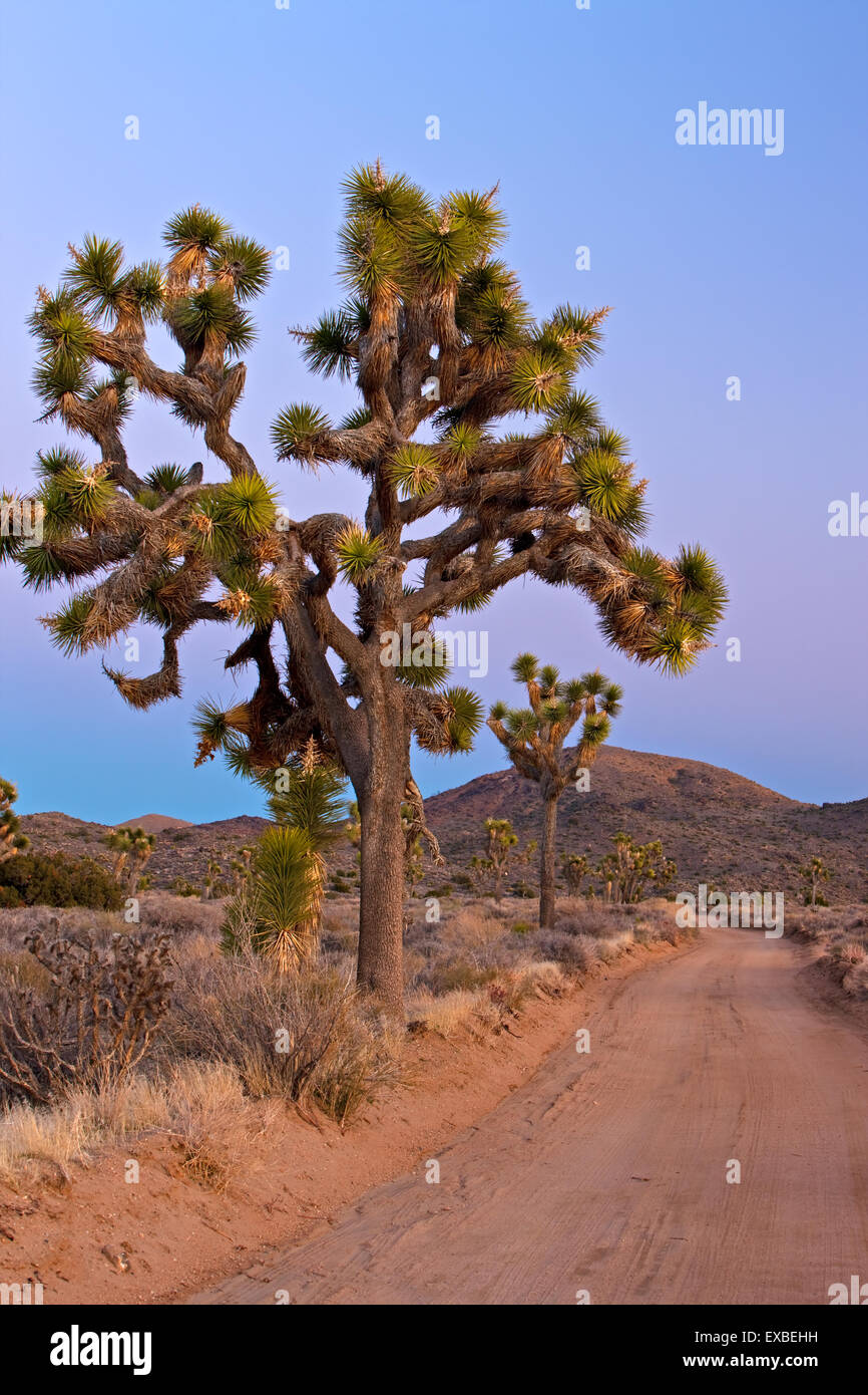 Joshua Tree, Joshua Tree National Park, Mojave Desert, California, USA ...