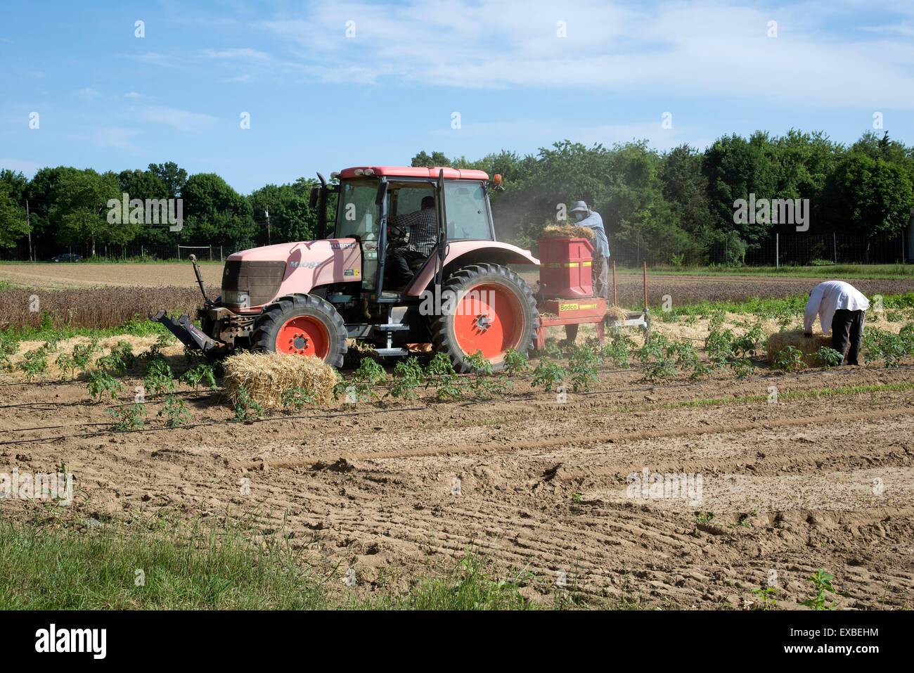 Farm workers laying straw as a mulch for young tomato plants in the ...