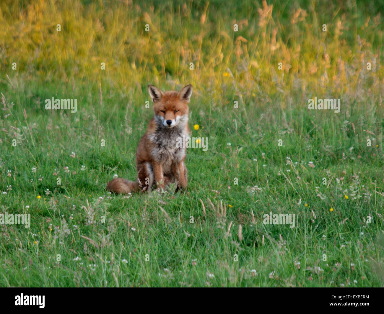 Fox in a meadow hi-res stock photography and images - Alamy