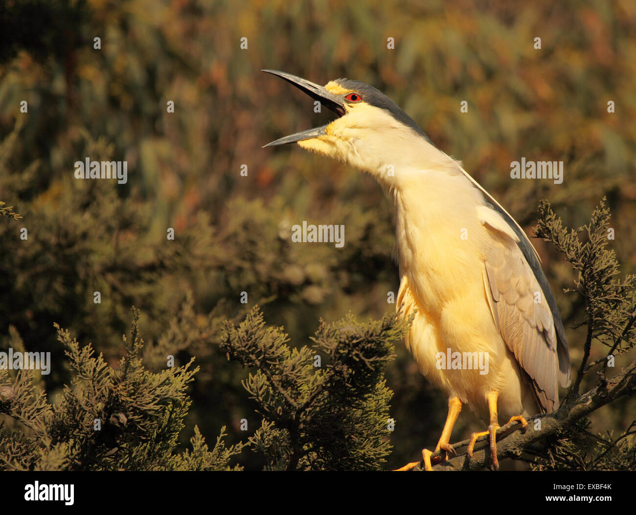 A Black-crowned Night Heron calling during spring Stock Photo - Alamy