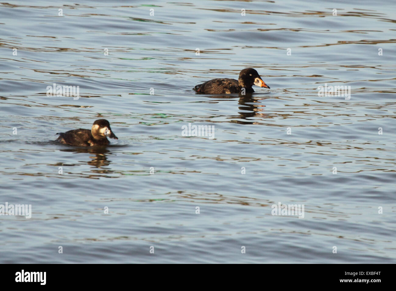 Surf scoters bird hi-res stock photography and images - Alamy
