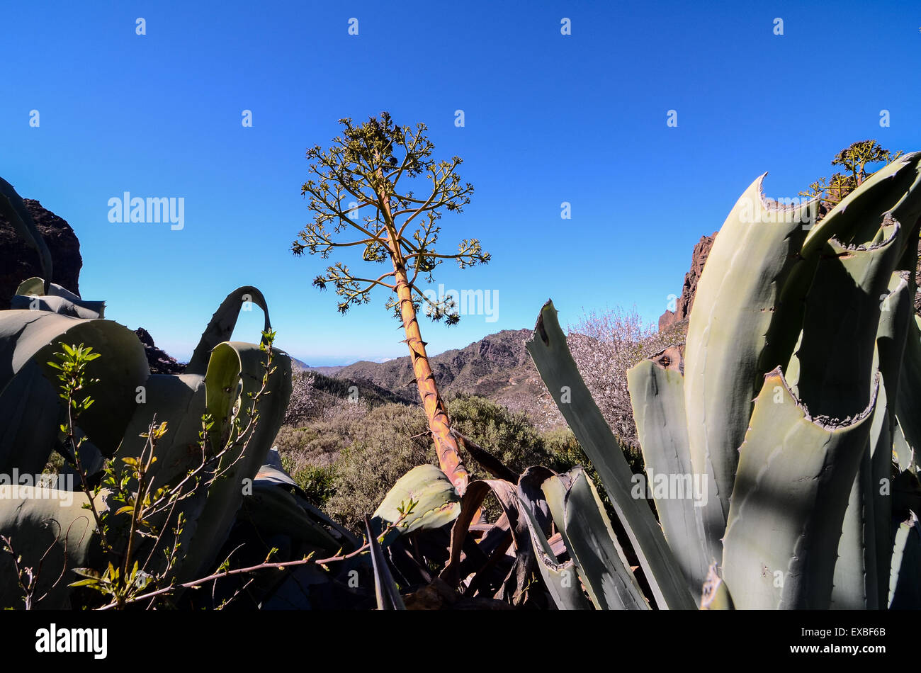 Green Agave Plant Cactus Stock Photo - Alamy