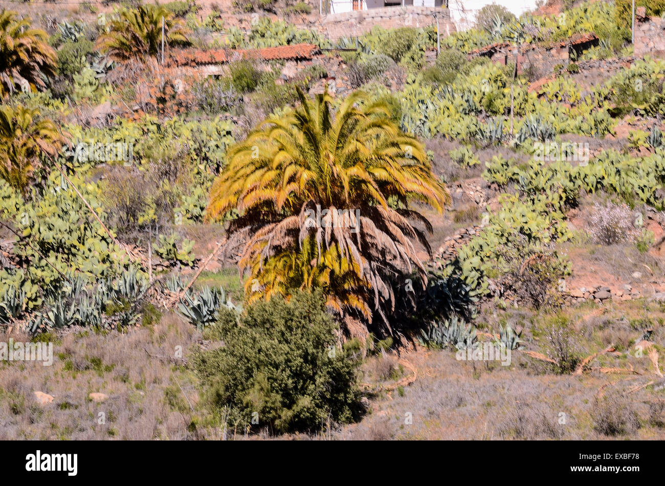Green Palm Canarian Tree Stock Photo - Alamy