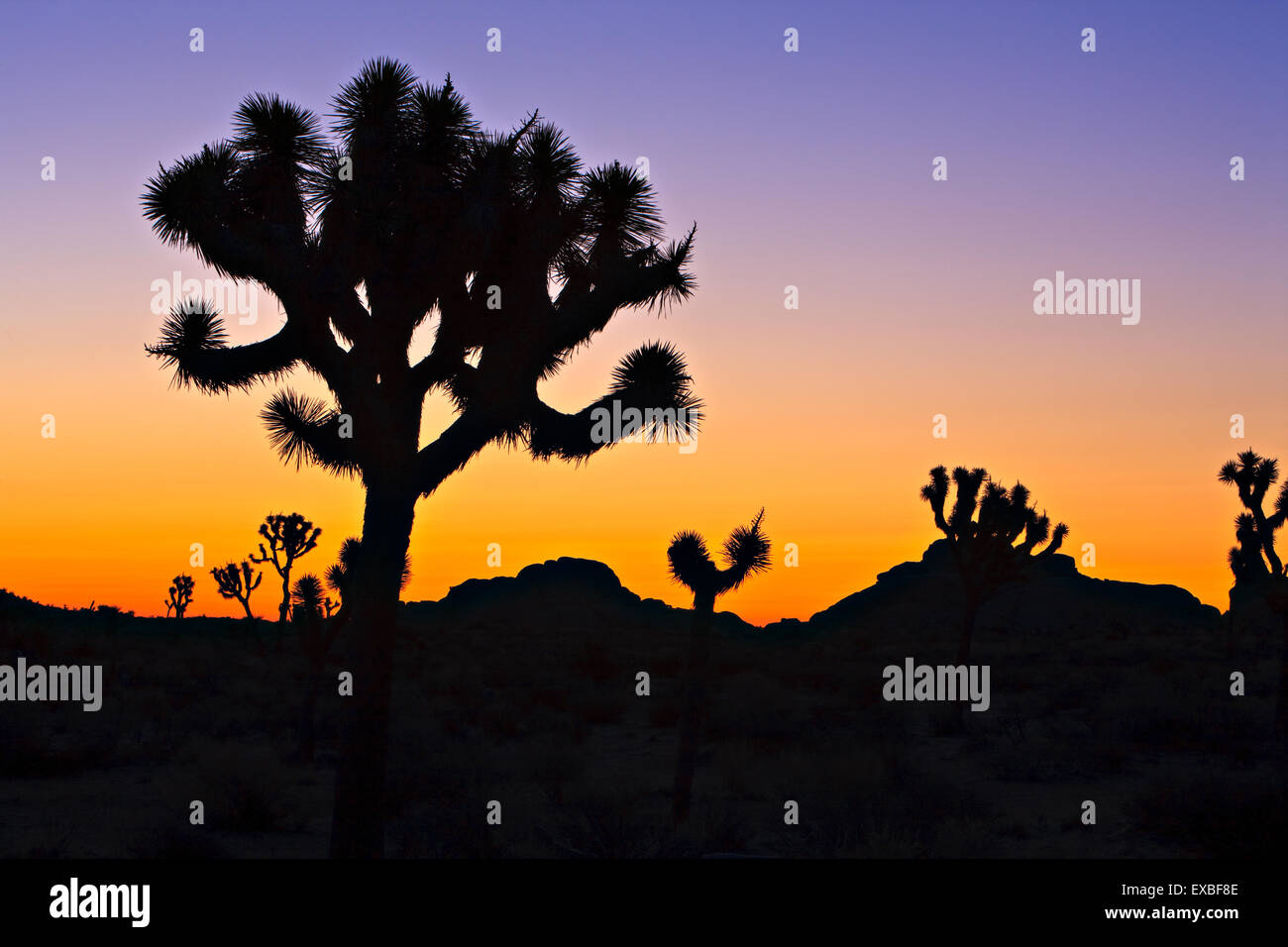Joshua Tree, Joshua Tree National Park, Mojave Desert, California, USA ...