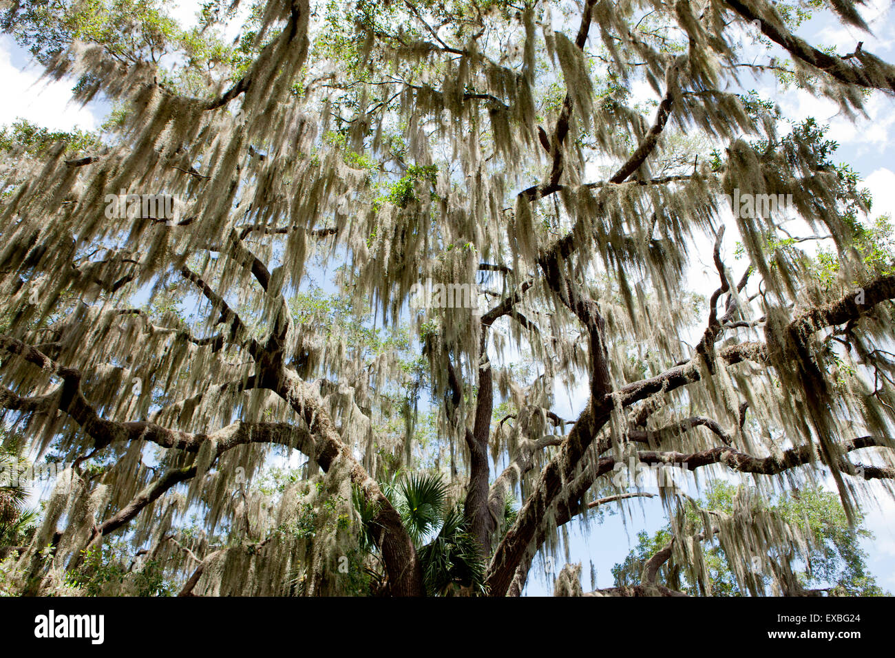 Moss covered tree Stock Photo - Alamy