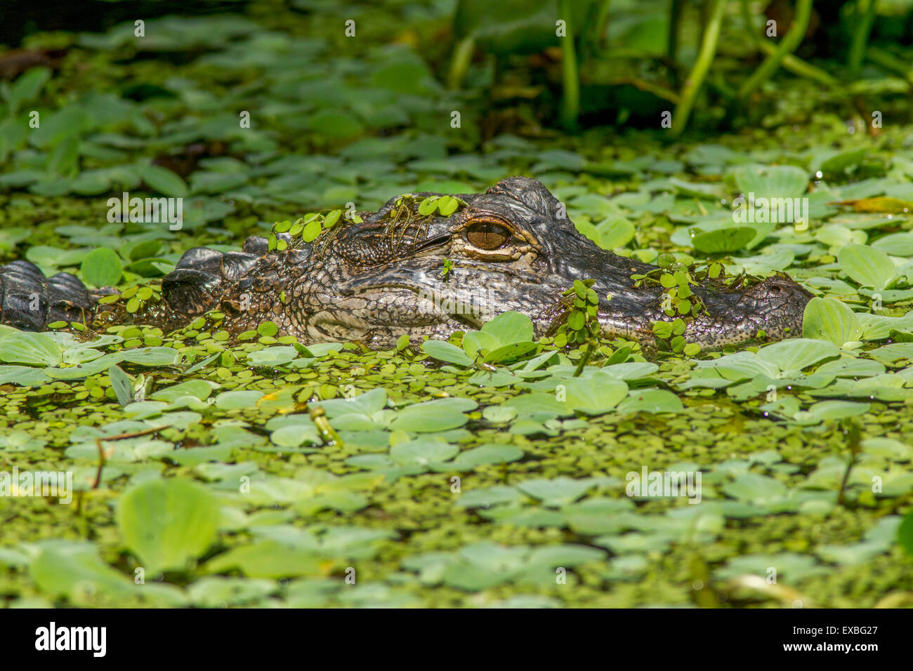 Alligator in water Stock Photo - Alamy