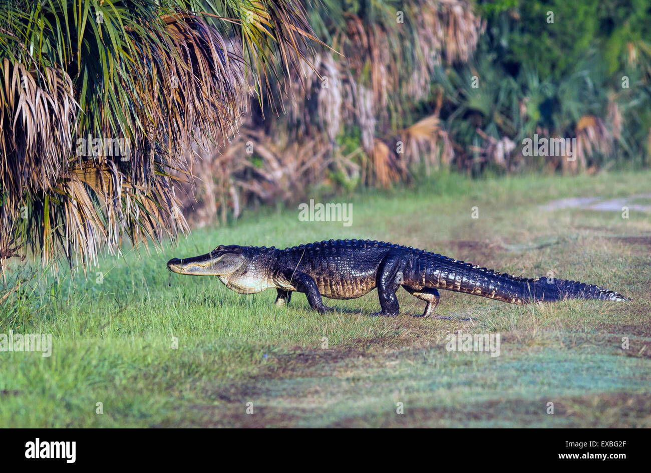 Gator tail hi-res stock photography and images - Alamy