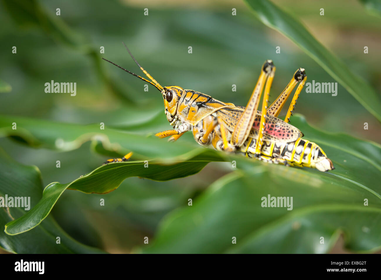 Locust antenna hi-res stock photography and images - Alamy