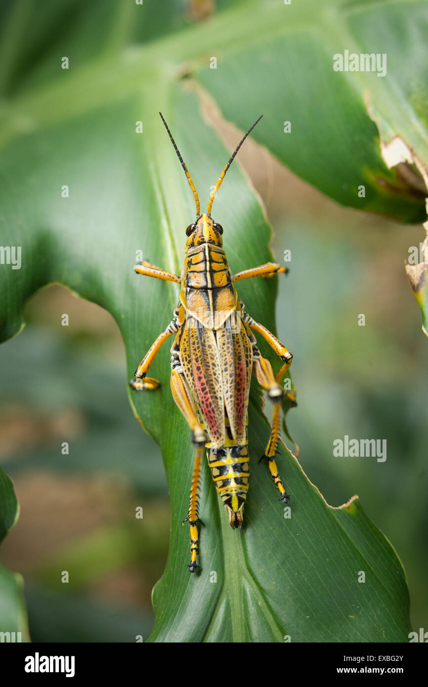 Above view of locust Stock Photo - Alamy