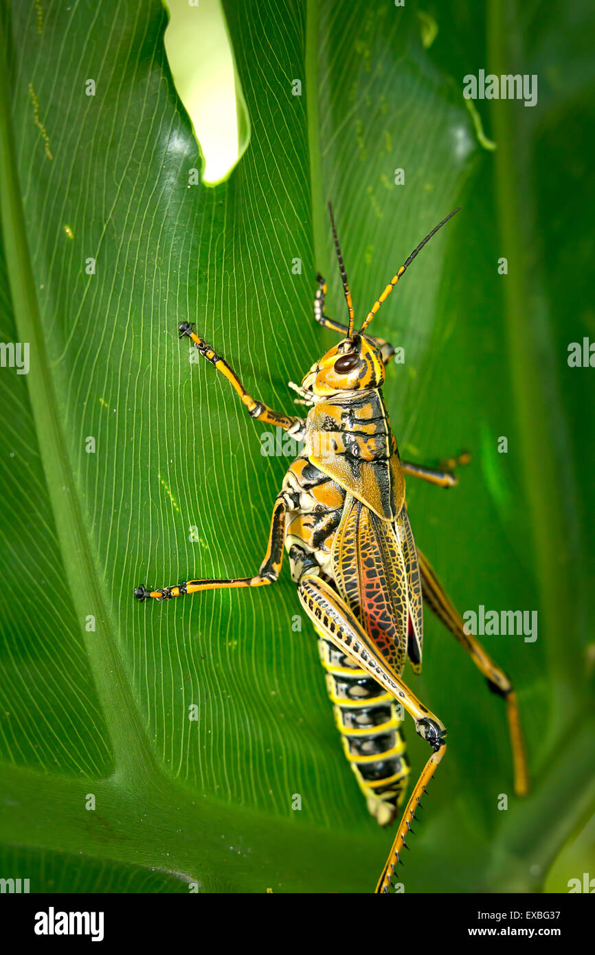Locust antenna hi-res stock photography and images - Alamy