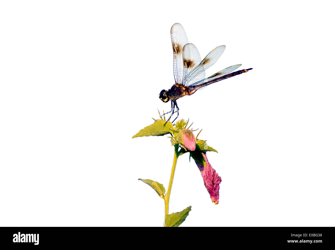 Dragonfly on plant Stock Photo - Alamy