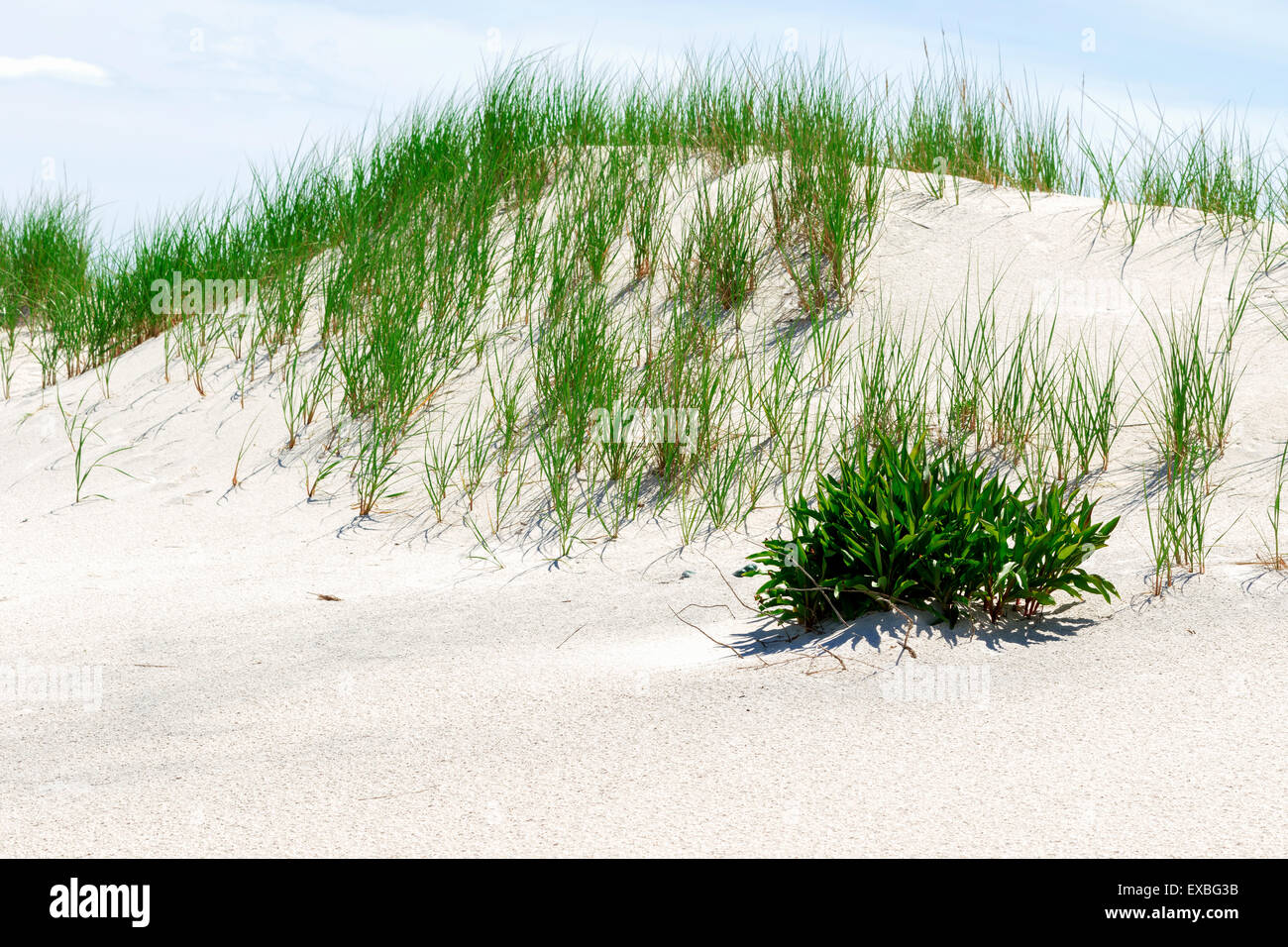 Grass and white sand dunes on the beach on a hot summer afternoon Stock ...