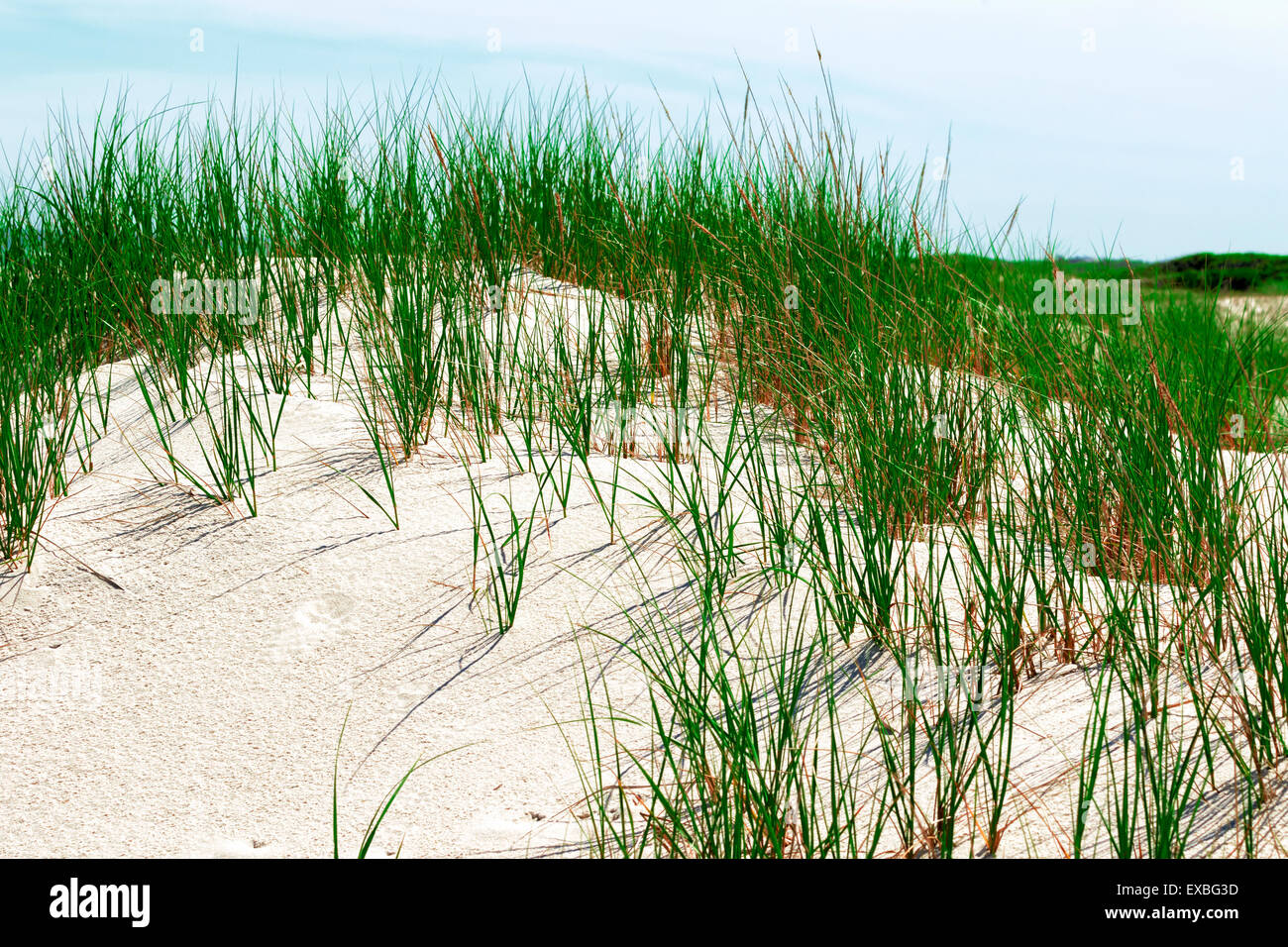 Grass and white sand dunes on the beach on a hot summer afternoon Stock ...