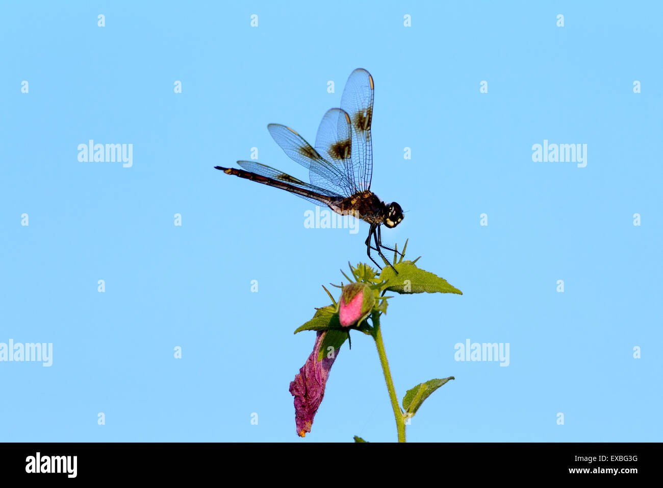 Dragonfly resting on leaf Stock Photo - Alamy