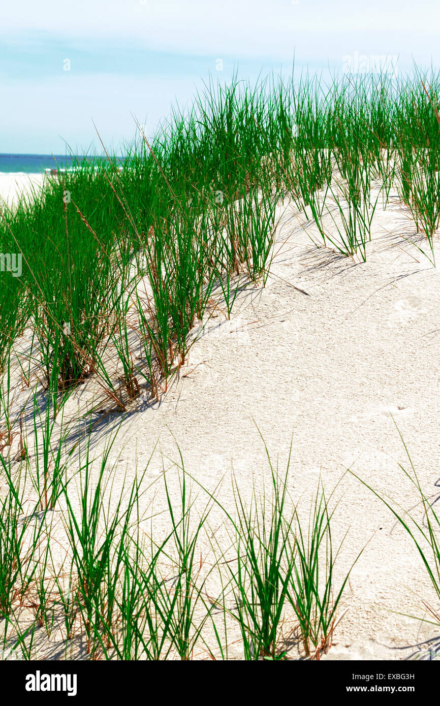 Grass and white sand dunes on the beach on a hot summer afternoon Stock ...