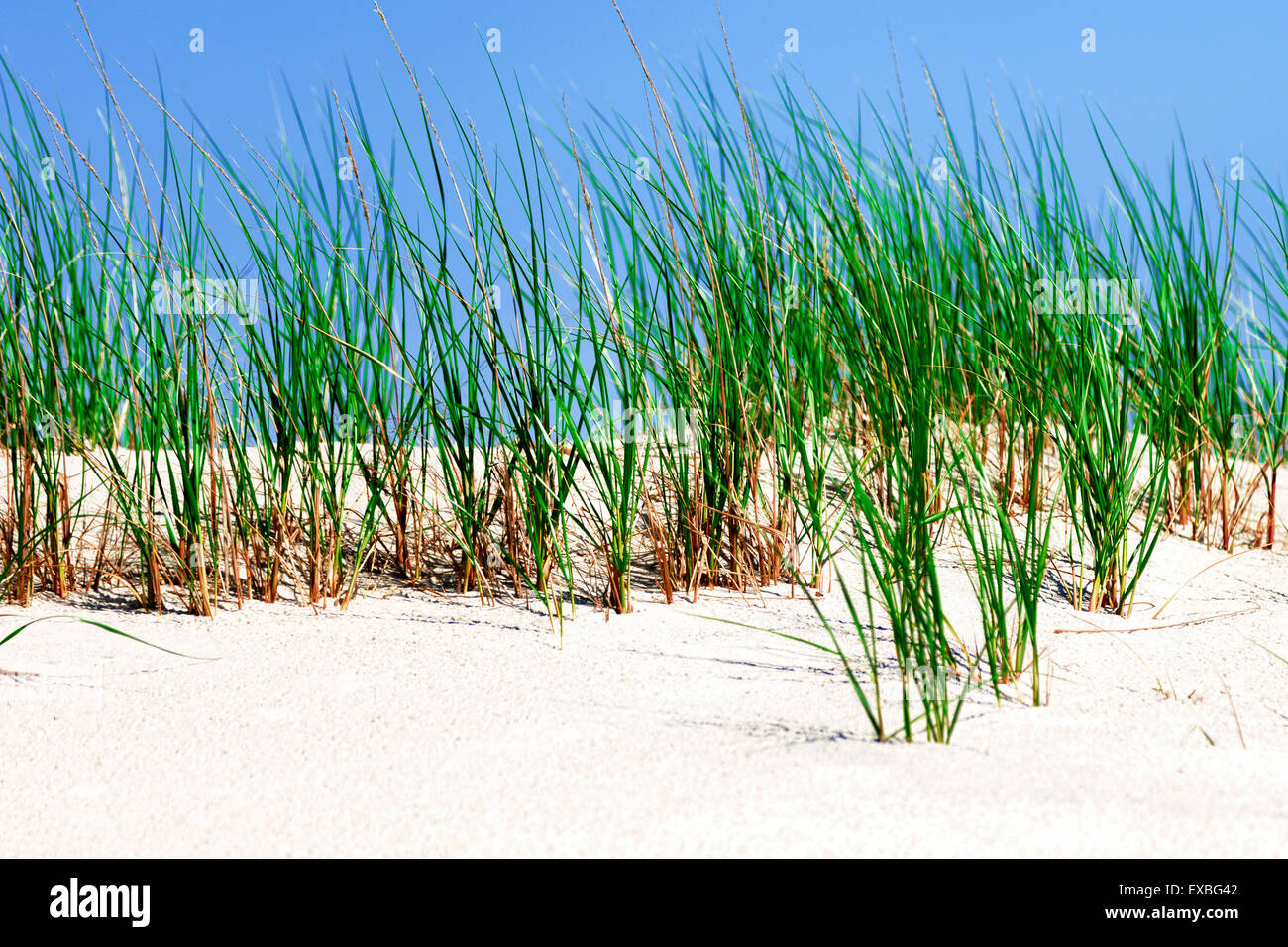 Grass and white sand dunes on the beach on a hot summer afternoon Stock ...