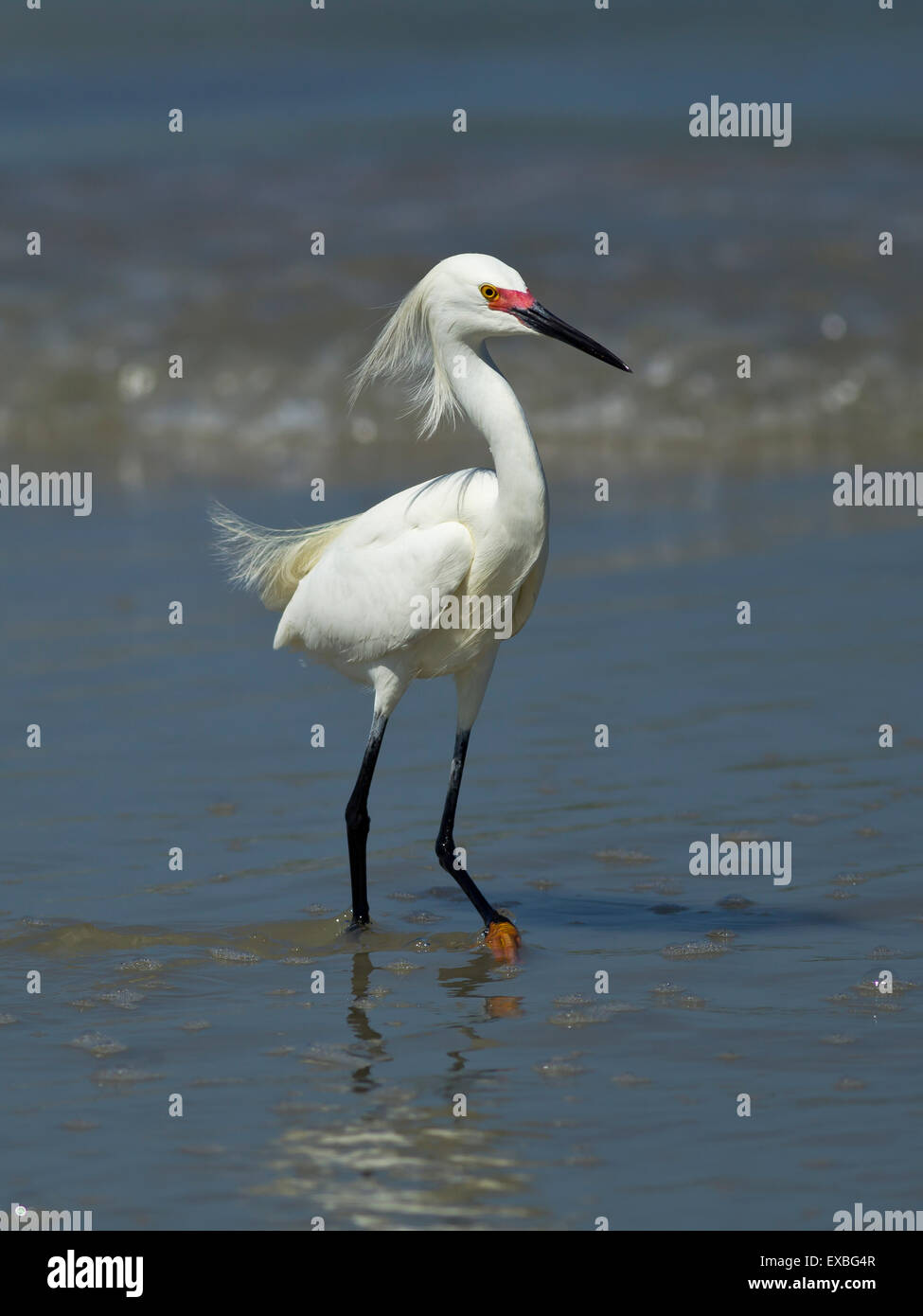 Cute white egret bird hi-res stock photography and images - Alamy