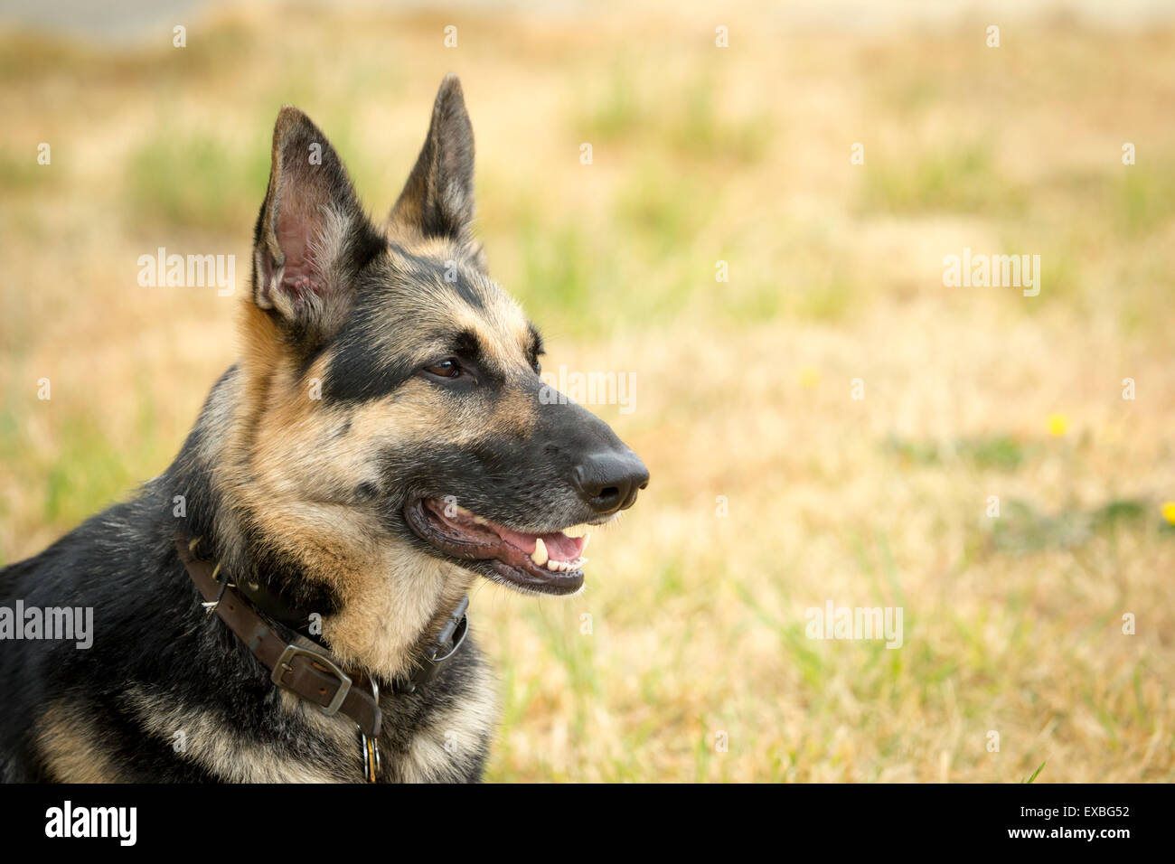 Portrait of alert and vigilant German Shepherd Stock Photo - Alamy