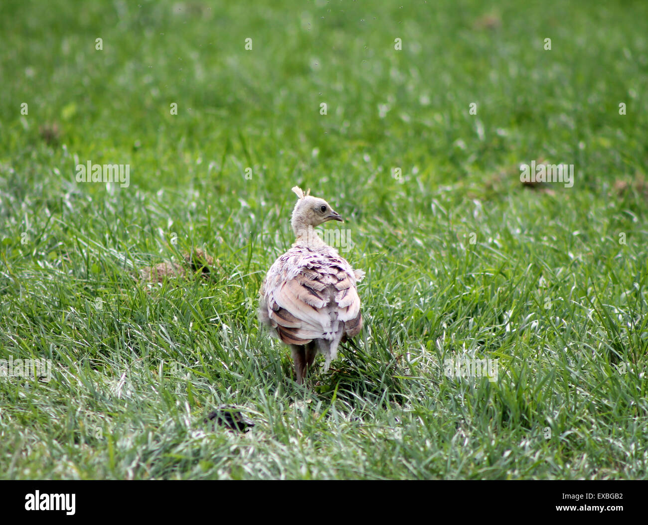 A small bird in a local zoo Stock Photo - Alamy