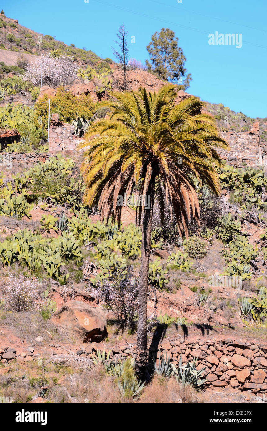 Green Palm Canarian Tree Stock Photo - Alamy