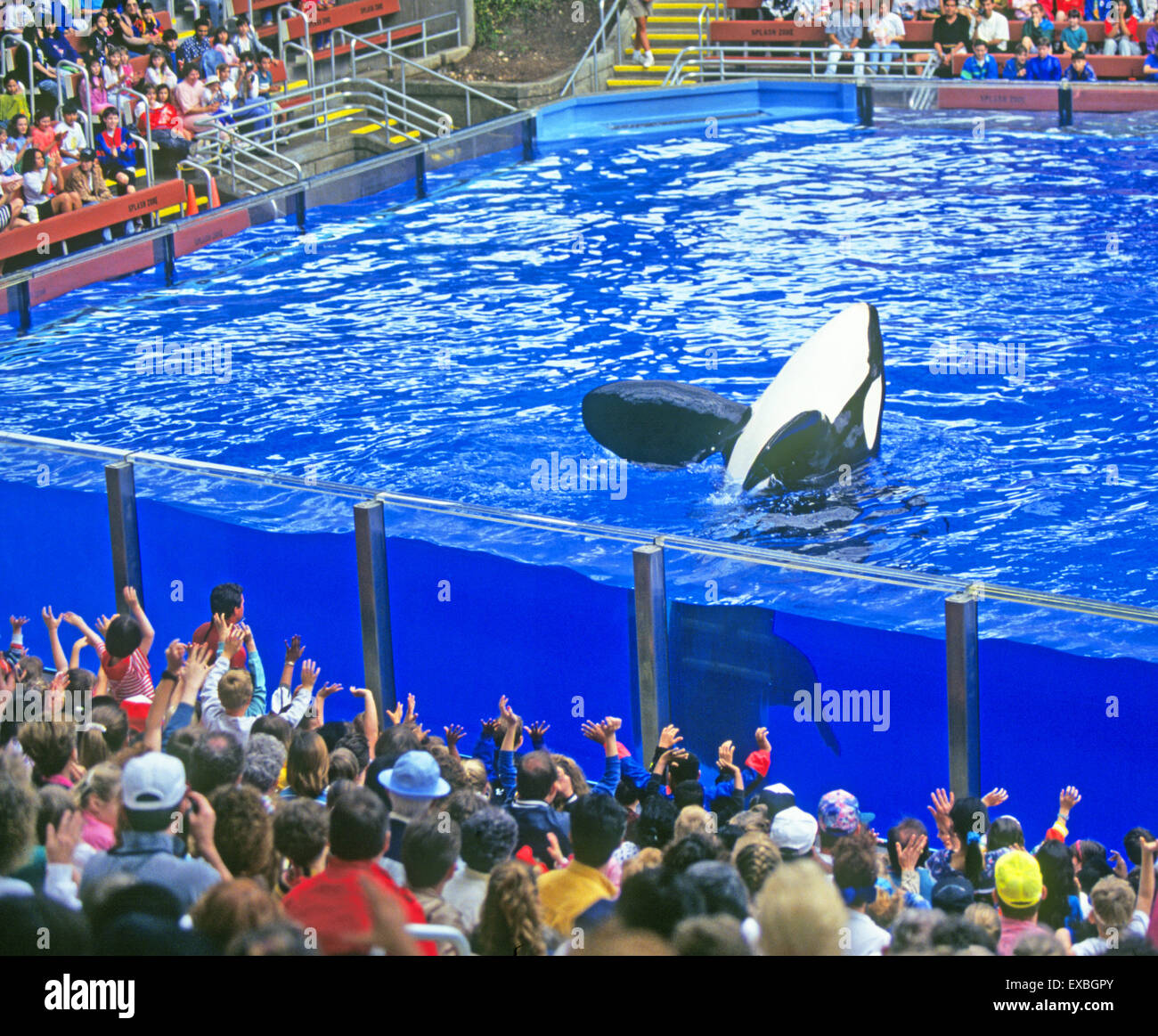 An orca performing in front of a crowd at Sea World San Antonio, Texas ...