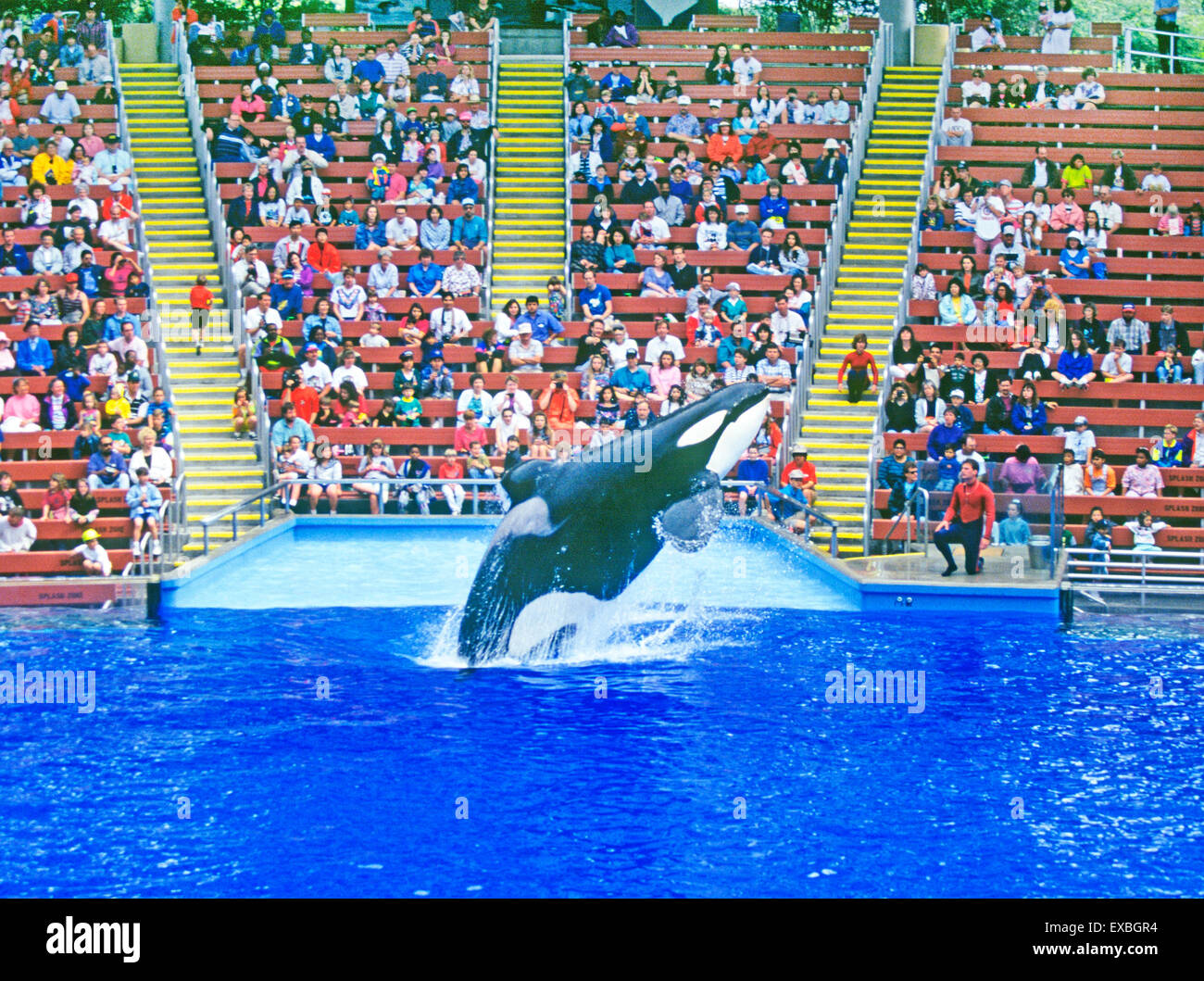 An orca performing in front of a crowd at Sea World San Antonio, Texas ...