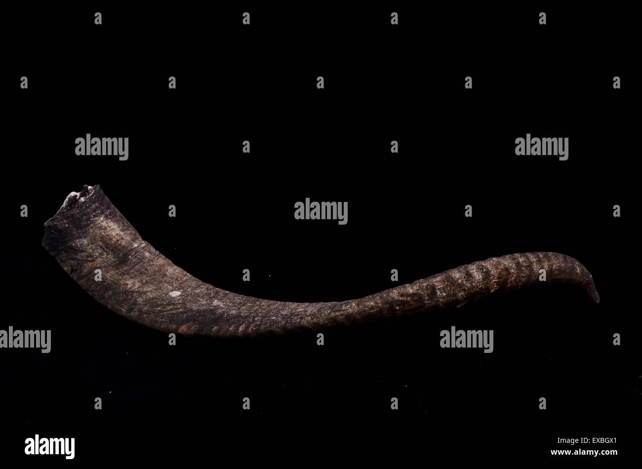 Horn on a Black Background Stock Photo - Alamy