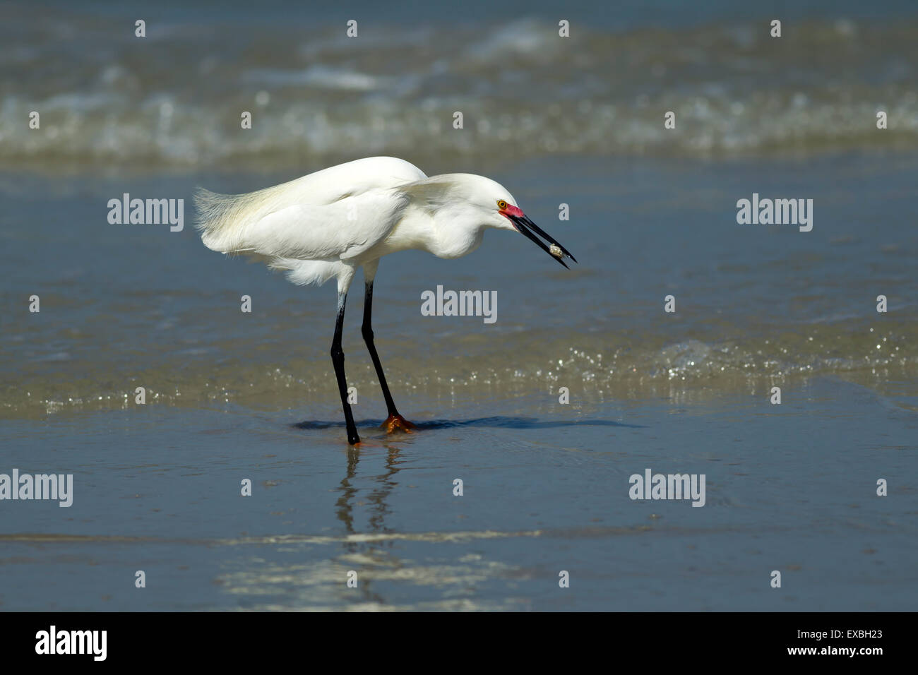 Neck crab hi-res stock photography and images - Alamy